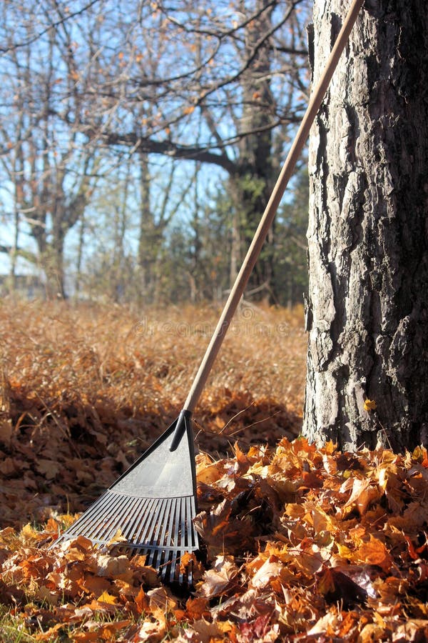 Rake Leaning Against a Tree Stock Image - Image of chores, exercise ...