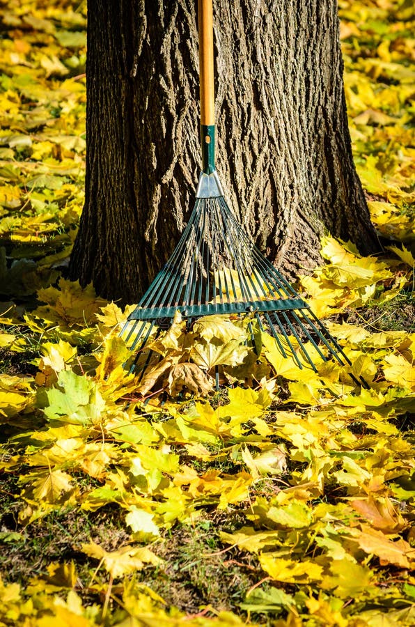Rake Leaning in Front of a Maple Tree with Yellow Leaves Stock Image ...
