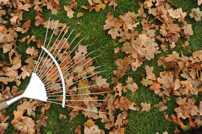 Rake and leaves stock image. Image of grass, garden, nature - 20601097