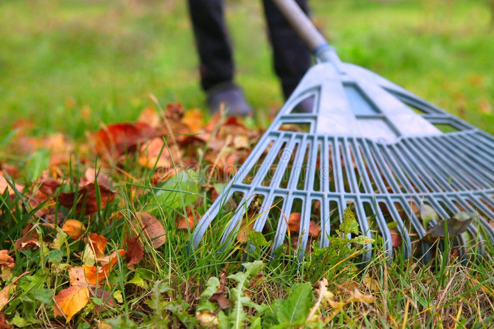 Rake and leaves stock image. Image of yard, outside - 295366455