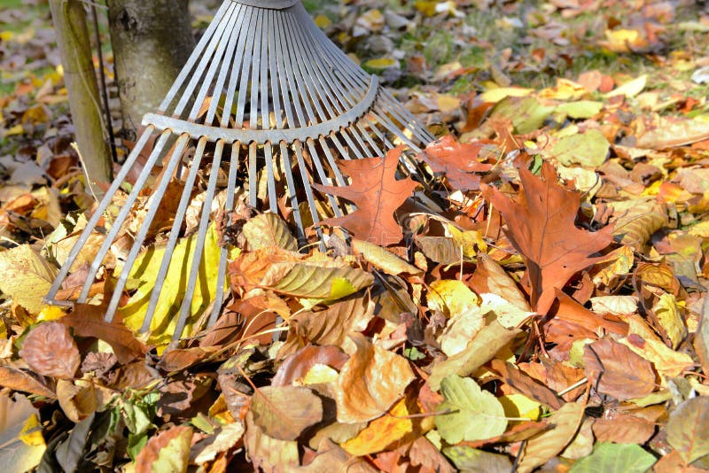 Rake and Leaves on a Garden Stock Photo - Image of tools, yellow: 129506682