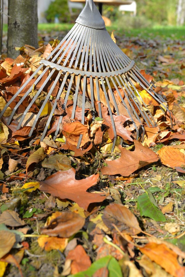 Rake and Leaves on a Garden Stock Image - Image of rake, autumn: 129507083