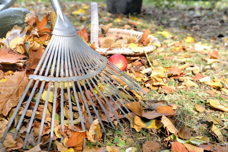 Rake in leaves on garden stock image. Image of foliage - 129507185