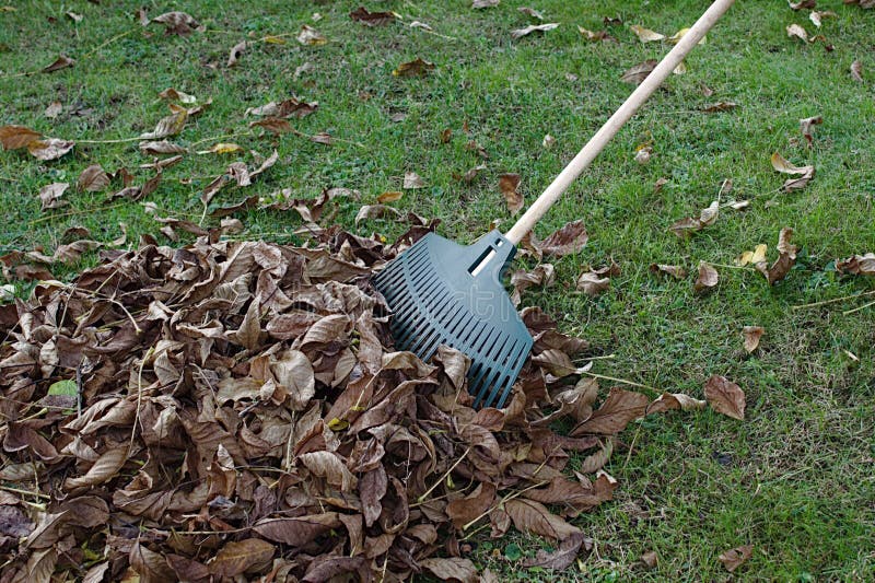 Rake leaves in the garden stock image. Image of leaf - 162147293
