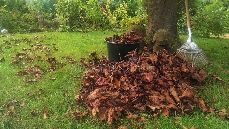 Rake leaves stock photo. Image of pile, timber, compost - 44323212