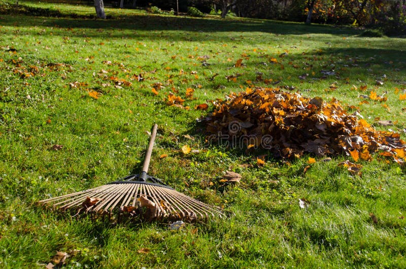 Rake Lying Next To Piles of Autumn Leaves Stock Image - Image of garden ...