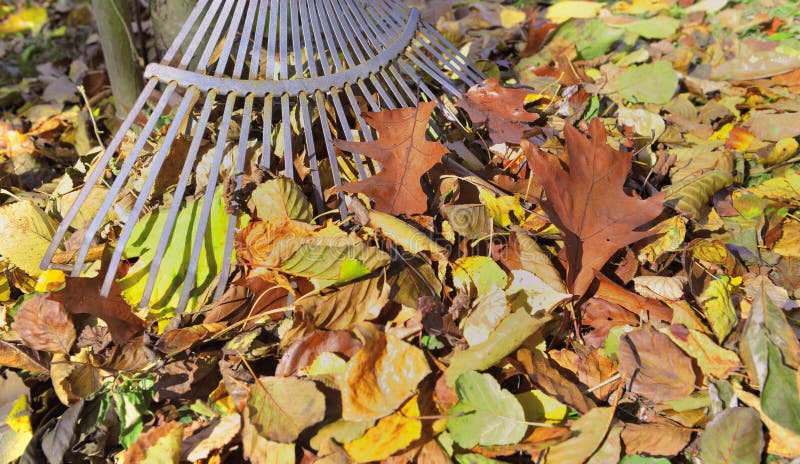 Rake in leaves on garden stock image. Image of foliage - 129507185