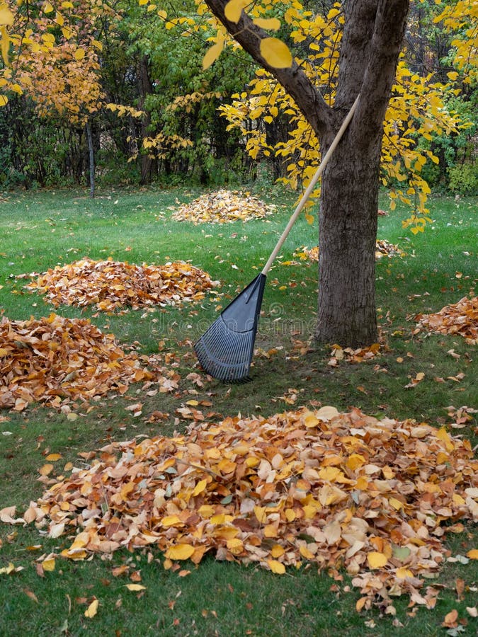 Rake Resting Against a Tree with Leaf Piles Stock Image - Image of ...