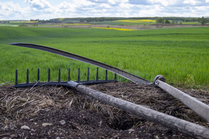 Rake and Scythe on Dried Straw in a Field Stock Photo - Image of ...
