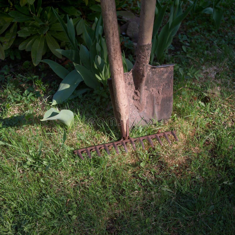 Rake and spade stock photo. Image of rural, summertime - 183280458