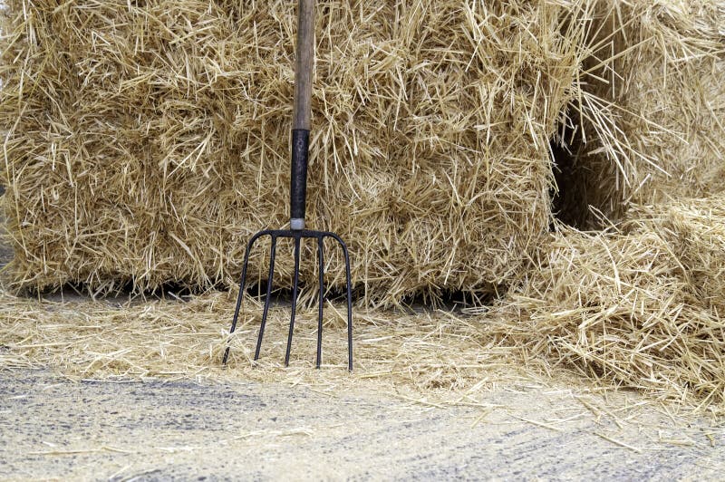 Rake in the straw stock photo. Image of rural, lawn - 264052304