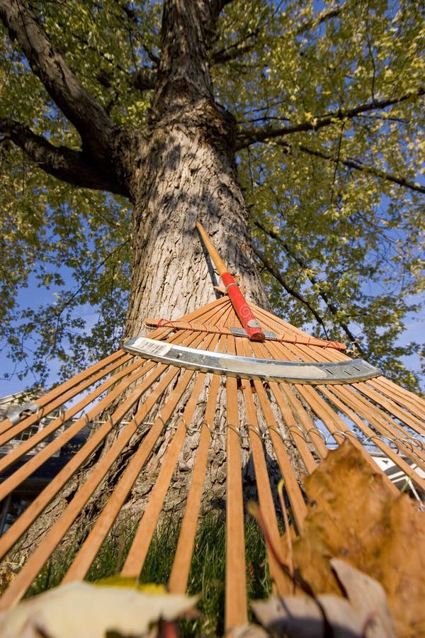 Rake and Tree stock photo. Image of work, clean, leaves - 16593254