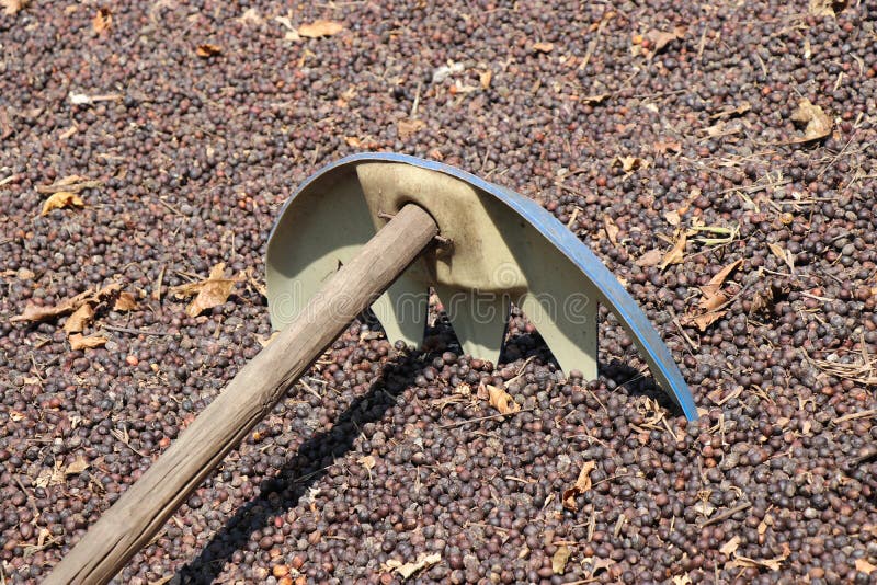 Rake Which is Used in Harvesting Coffee. Robusta Coffee Beans Kept for ...