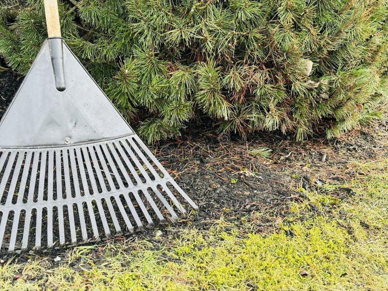 Rake and Yard Cleanup in Front of Shrubs Stock Image - Image of yard ...