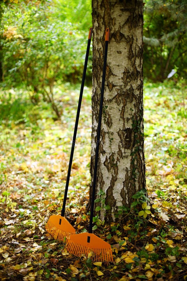 Rakes stock image. Image of gardening, maintenance, green - 37786615