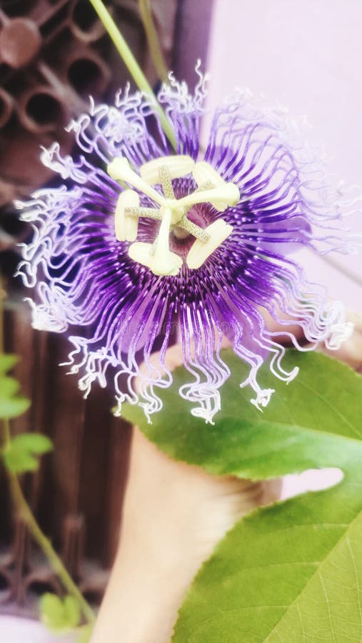 Rakhi Bell flower stock image. Image of rakhi, beautiful - 275319909