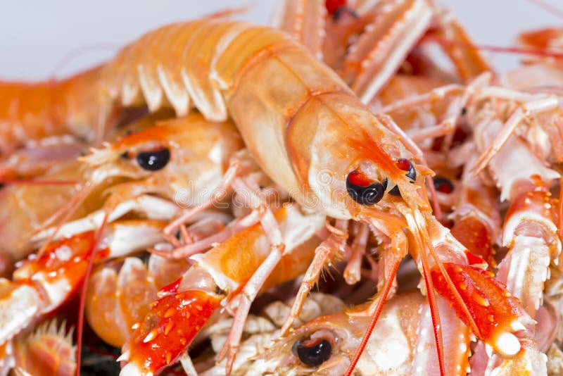 Raki zdjęcie stock. Obraz złożonej z sheller, menchie - 62225274