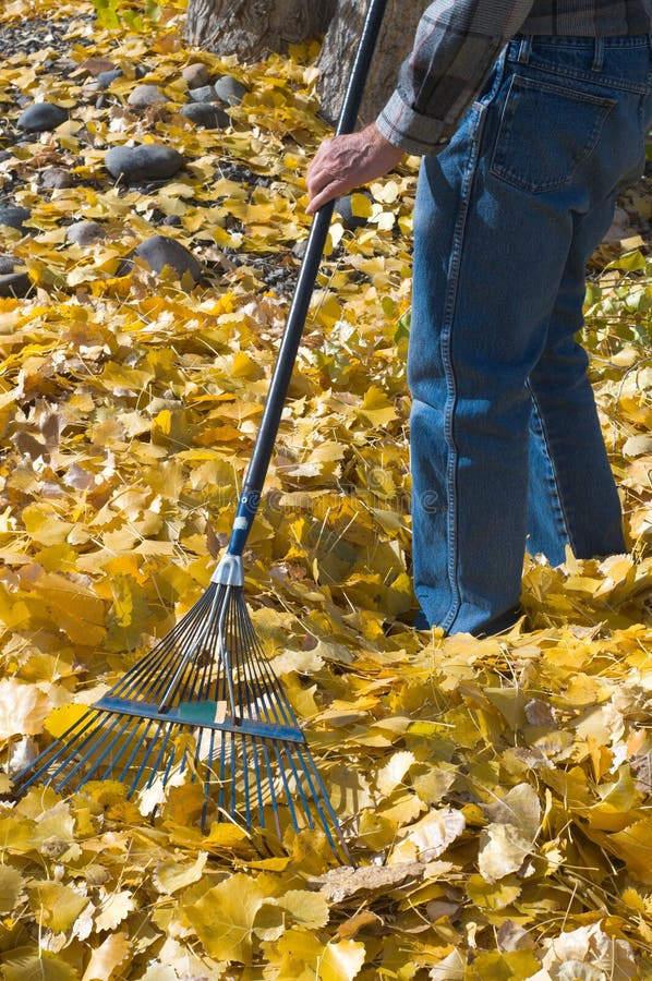 Senior Man Raking Leaves stock image. Image of leaves - 11458609