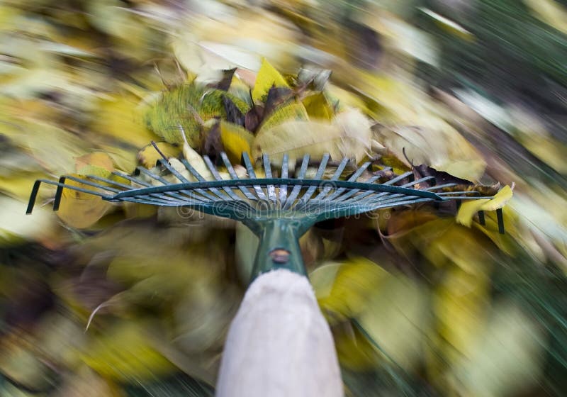 Raking stock image. Image of gardening, foliage, yard - 12685143