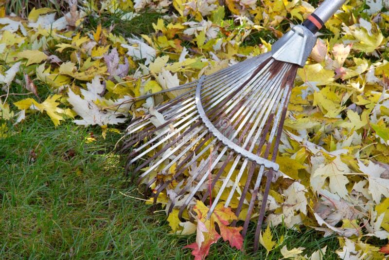Watering young seedlings stock photo. Image of hole, cultivate - 24890616