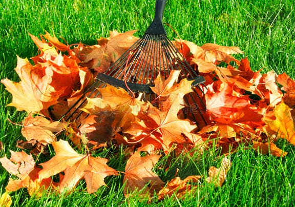 Raking the autumn leaves stock photo. Image of change - 1398852