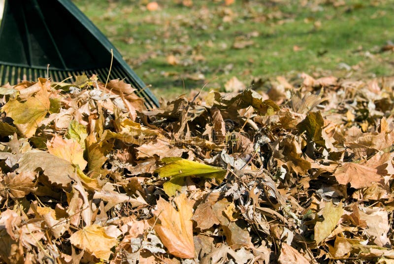 Raking autumn leaves stock image. Image of green, raking - 27747695