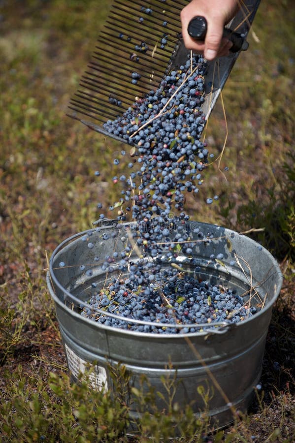 Raking Blueberries stock image. Image of farm, farmed - 18631059