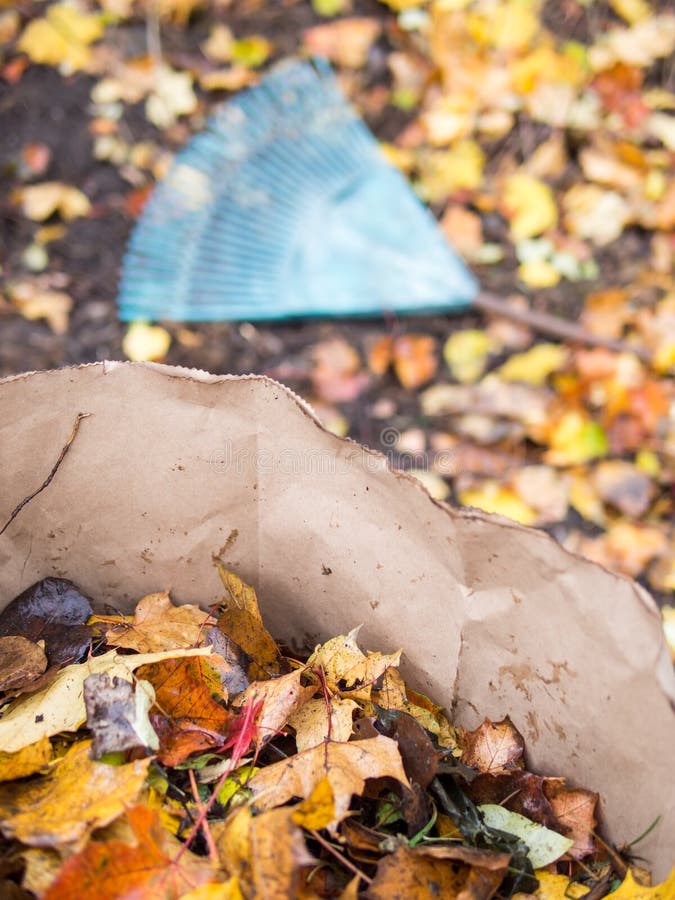 Raking Fall Leaves In Garden Closeup Stock Image - Image of cleanup ...