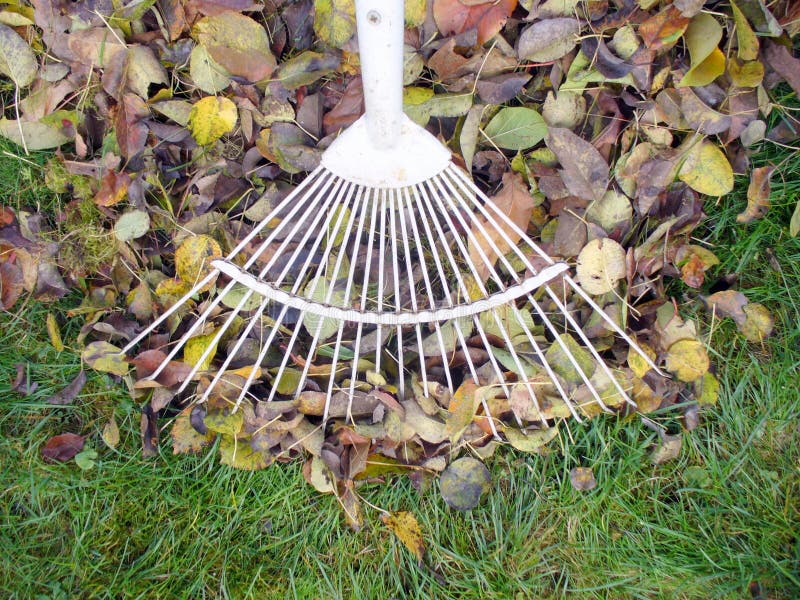 Raking autumn leaves stock image. Image of collection - 16426157