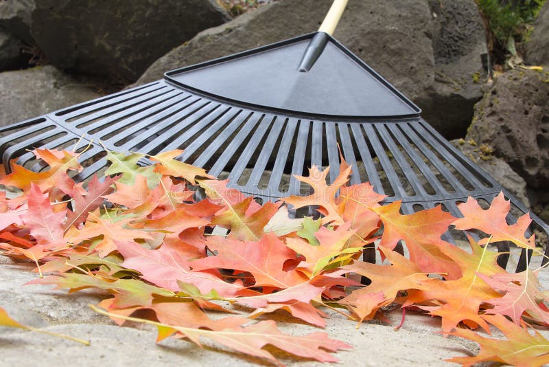 Raking Fall Leaves in Garden Closeup Stock Image - Image of cleanup ...
