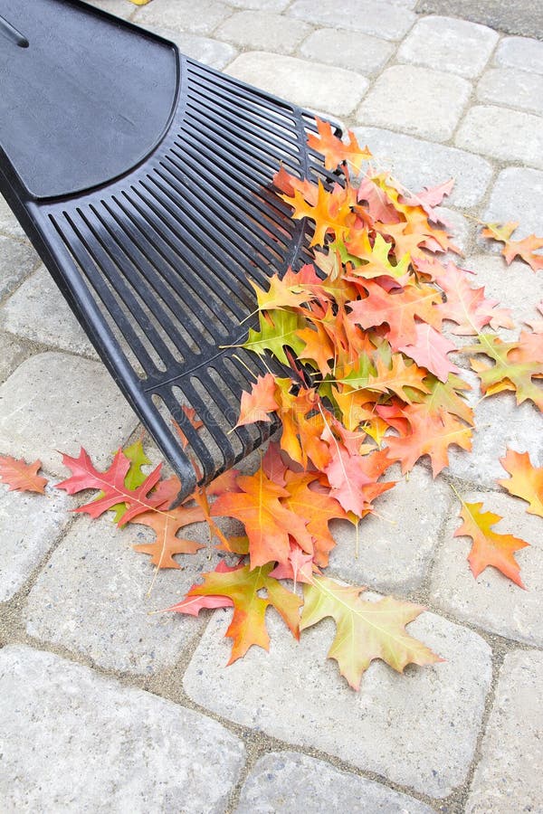 Raking Fall Leaves in Garden Closeup Stock Image - Image of cleanup ...