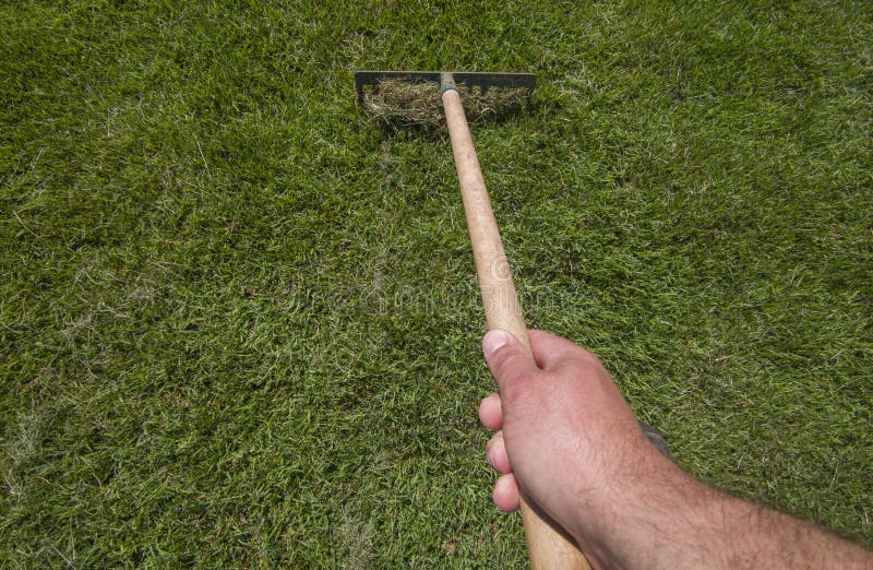 Raking Grass Waste after Cutting the Grass Stock Photo - Image of ...