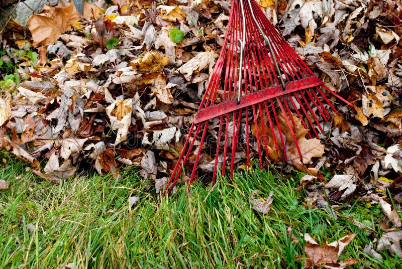 Raking Leaves stock photo. Image of closeup, bottom, leaf - 21805812
