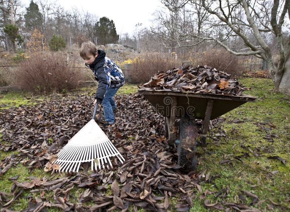 Raking leaves stock photo. Image of lawn, outdoors, stack - 27756342