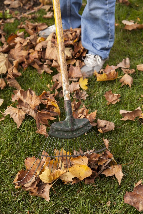 Raking Leaves stock photo. Image of fall, brown, green - 27936852