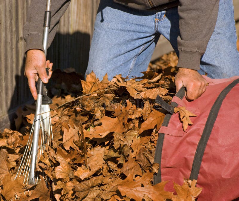 Raking Leaves stock photo. Image of working, health, energy - 7175784