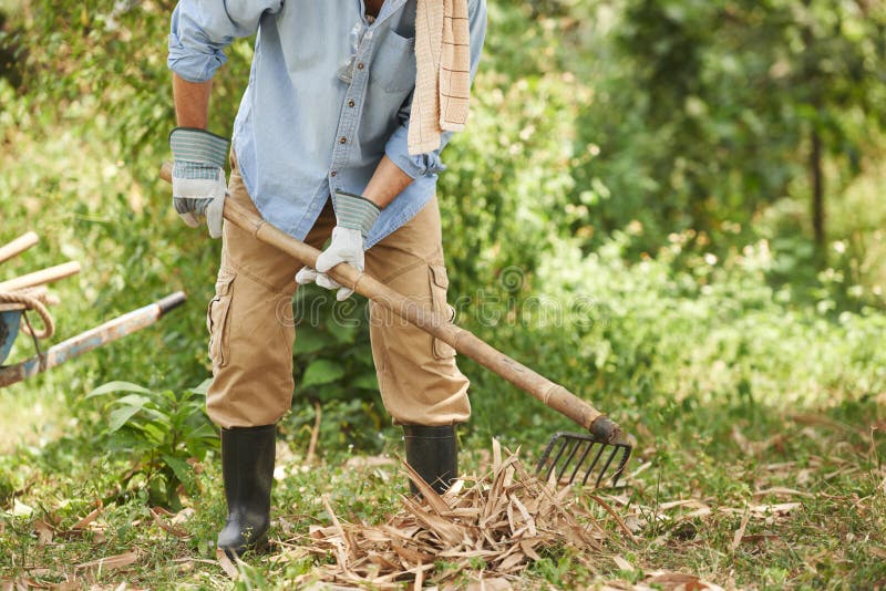 Raking leaves stock image. Image of care, spring, instrument - 89522437