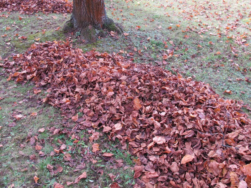 Raking leaves in garden stock photo. Image of leaf, compost - 254745748