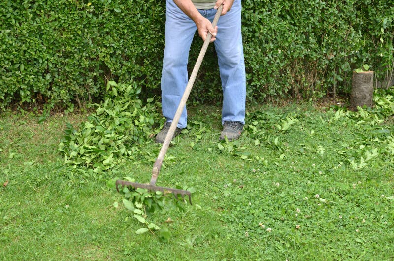Raking Leaves on Lawn stock photo. Image of hedge, pensioner - 78519074