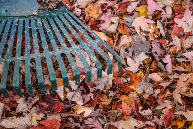 Colorful Raked Leaf Pile Rake Stock Photos - Free & Royalty-Free Stock ...