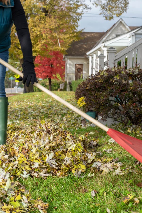Woman Raking Leaves in Yard in Fall Stock Photo - Image of clothing ...