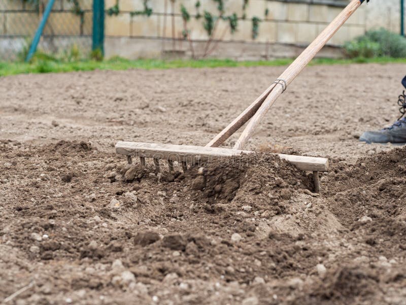 Raking Soil with Rake in the Vegetable Garden Stock Image - Image of ...