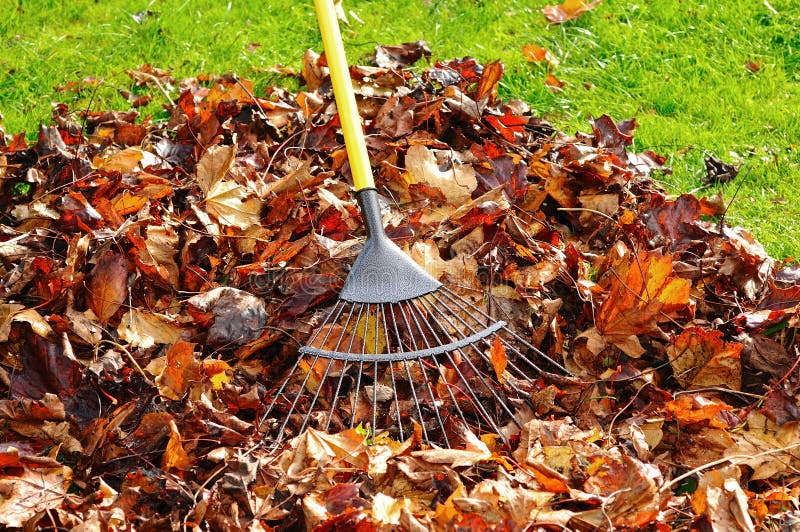 Raking up Autumn leaves. stock photo. Image of european - 46671630