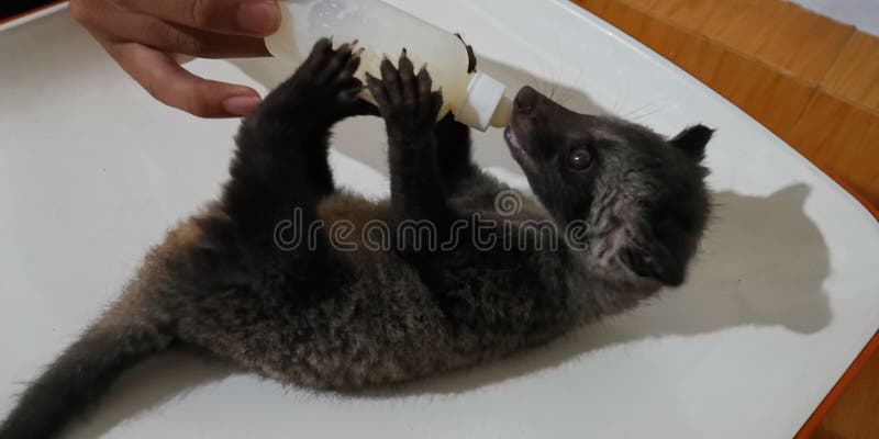 Rakon with milk stock photo. Image of animal, mammal - 200166874