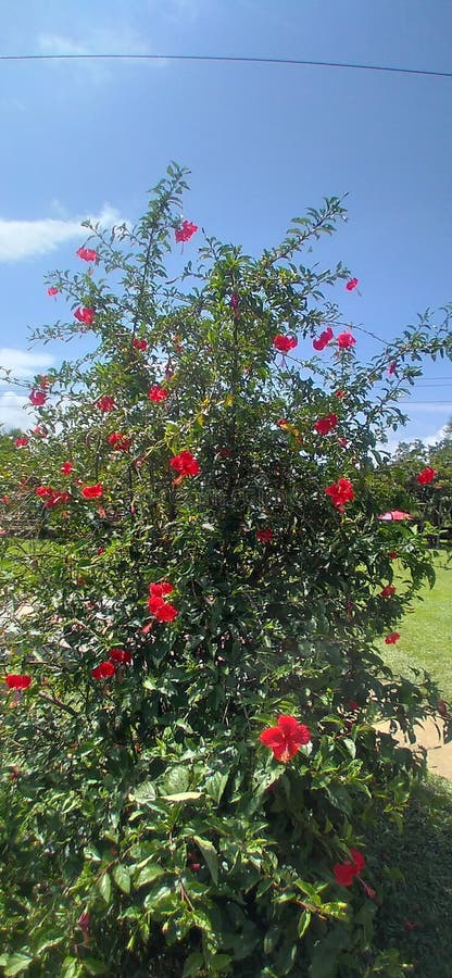 Rakt Jaba Flower Tree Taken with Mobile Phone Stock Image - Image of ...