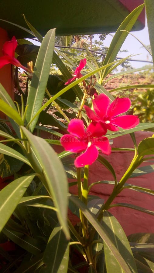 Rakta karabi stock photo. Image of rakta, flower, blood - 132723232