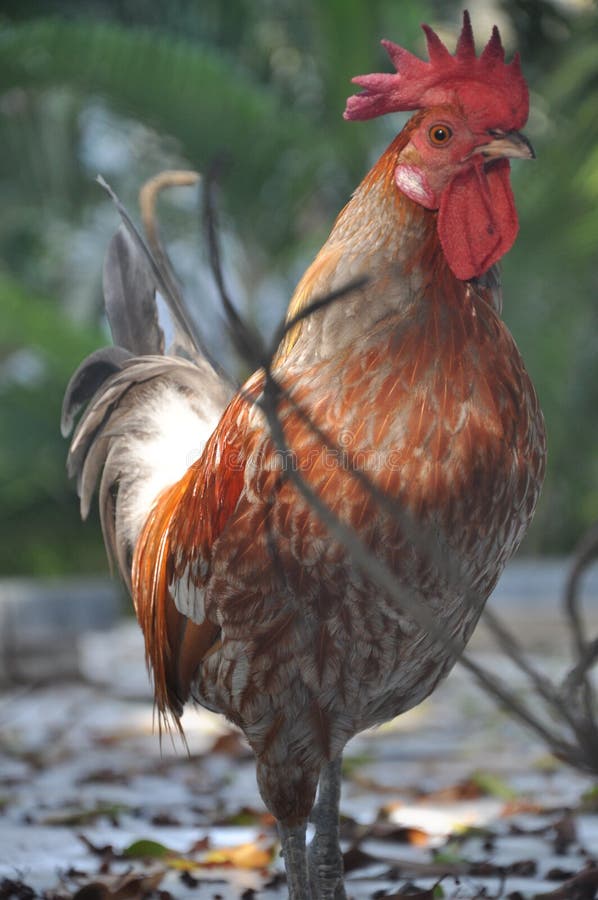 Ralph the Rooster stock photo. Image of west, ralph, rooster - 54042312