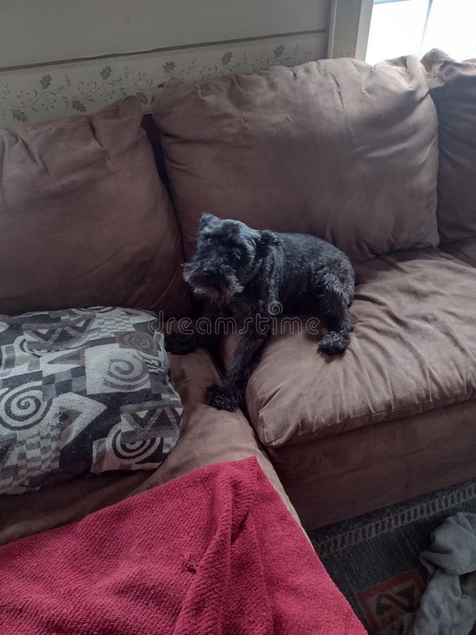 Ralphie Boy Being His Deranged Lovable Self Stock Image - Image of ...