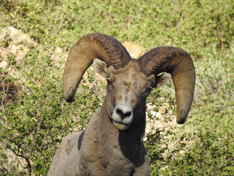 Ram stock foto. Image of nave, mooi, boom, bergen - 117899320