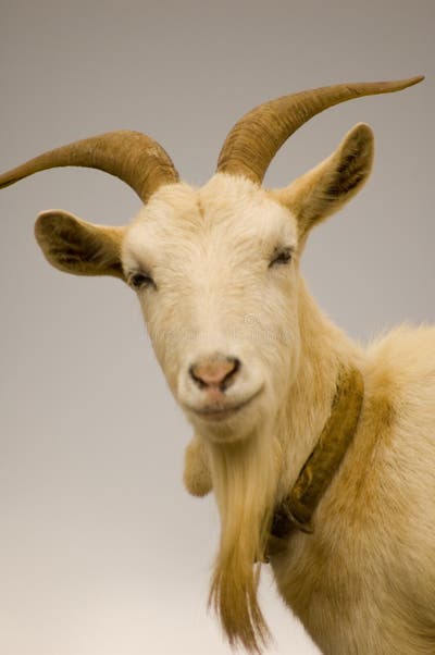 28,176 Ram Animal Stock Photos - Free & Royalty-Free Stock Photos from ...